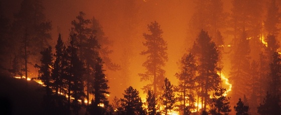 Relief for Businesses Impacted by Labrador Wildfires - Retail Council ...